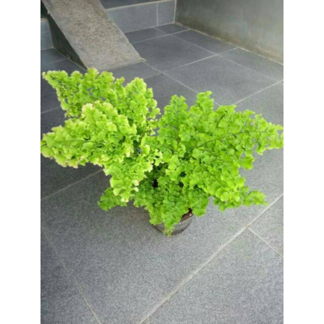 Jual Tanaman hias suplir asli - daun rimbun | Shopee Indonesia