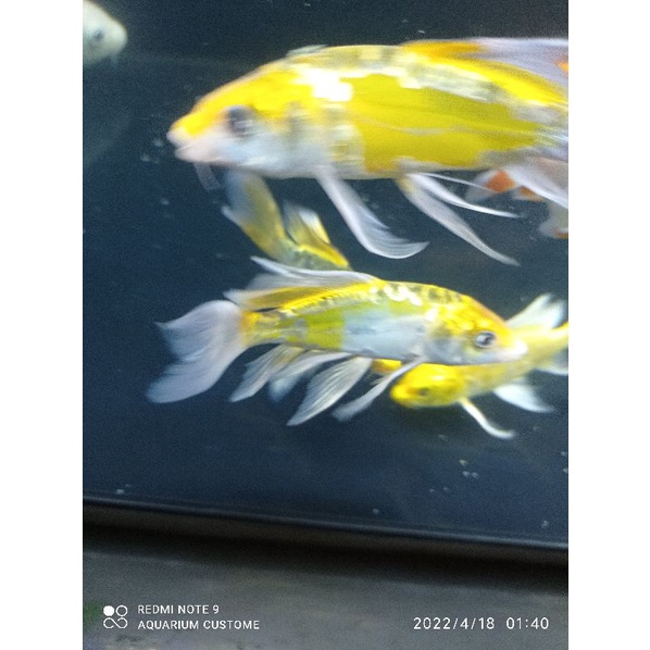 Jual Ikan hias koi slayer kumpai | Shopee Indonesia