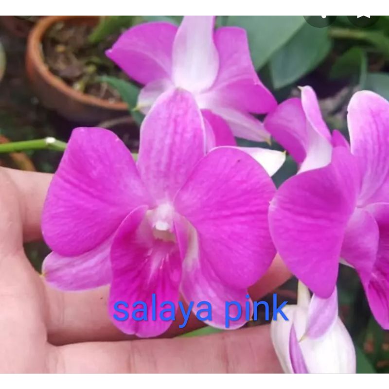 Jual salaya pink ( anggrek mini) | Shopee Indonesia