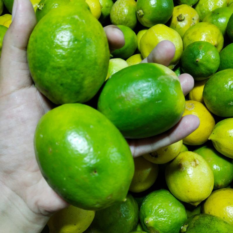 Jual BUAH JERUK LEMON LOKAL 1kg | Shopee Indonesia