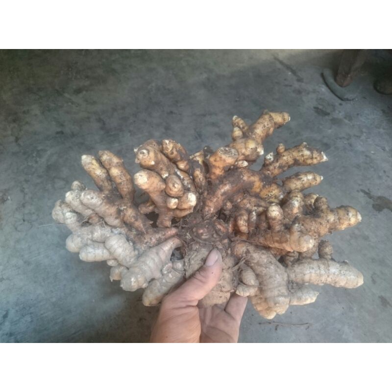 Jual temu mangga/kunir putih/temu poh/temu glenyeh(CURCUMA MANGGA ...