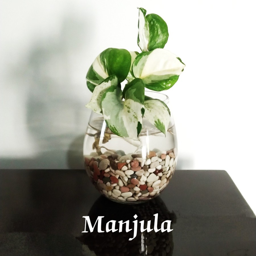 Jual Gelas isi tanaman Marble Queen / Manjula / Syngonium /Lemon Love ...