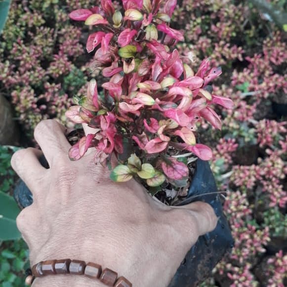 Jual Tanaman Hias Krokot Merah / Tanaman Hias / Krokot | Shopee Indonesia
