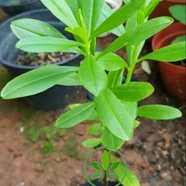 Jual Bibit Tanaman Ginseng Jawa/Som Jawa/Pohon Ginseng Jawa | Shopee ...