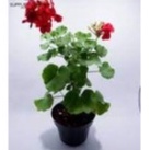 Jual Tanaman Bunga Geranium (Pelargonium graveolens) Tegak Rimbun Pohon ...