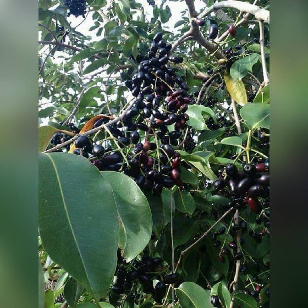 Jual Tanaman Buah Jamblang / Juwet | Shopee Indonesia