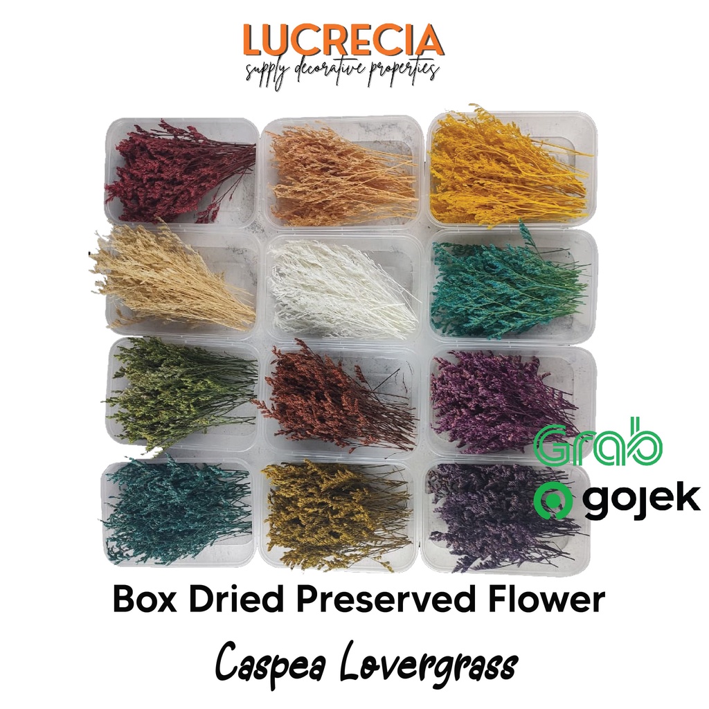 Jual [ 1 box] Dried Preserved Flower Caspea Lovergrass Bunga kering ...