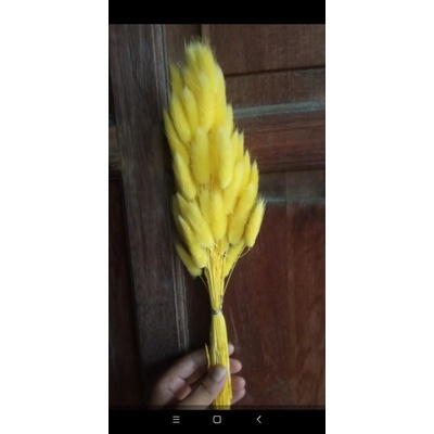 Jual bunga kering lagurus, bunny tail, lagurus kuning, bunny tail ...