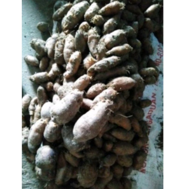 Jual BIBIT Kentang hitam/kentang ireng/kleci/kembili/kentang jenggot ...
