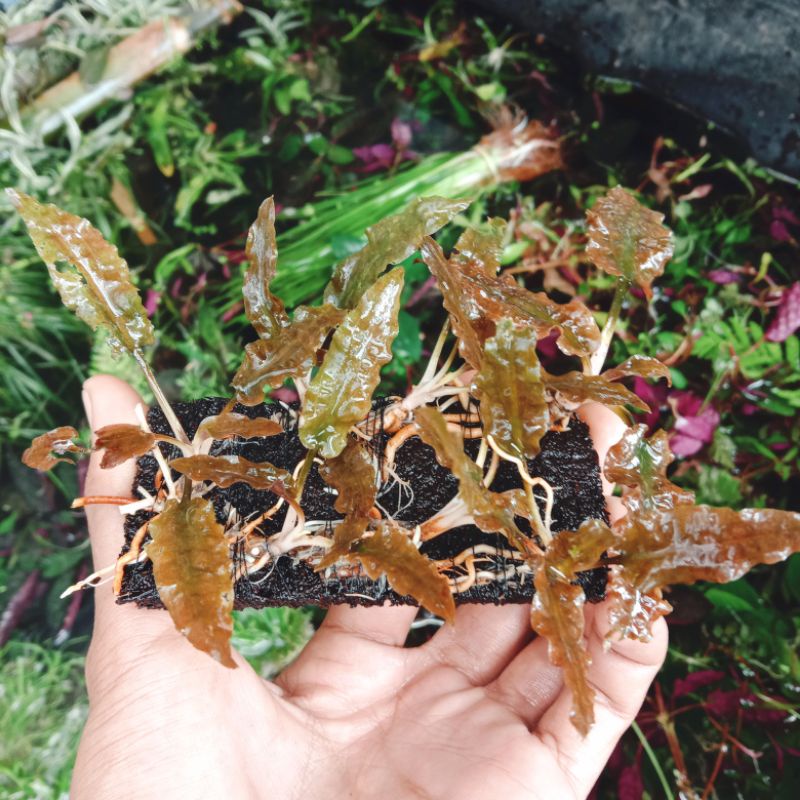 Jual cryptocoryne Florida sunset tanaman aquascape media lempeng ...