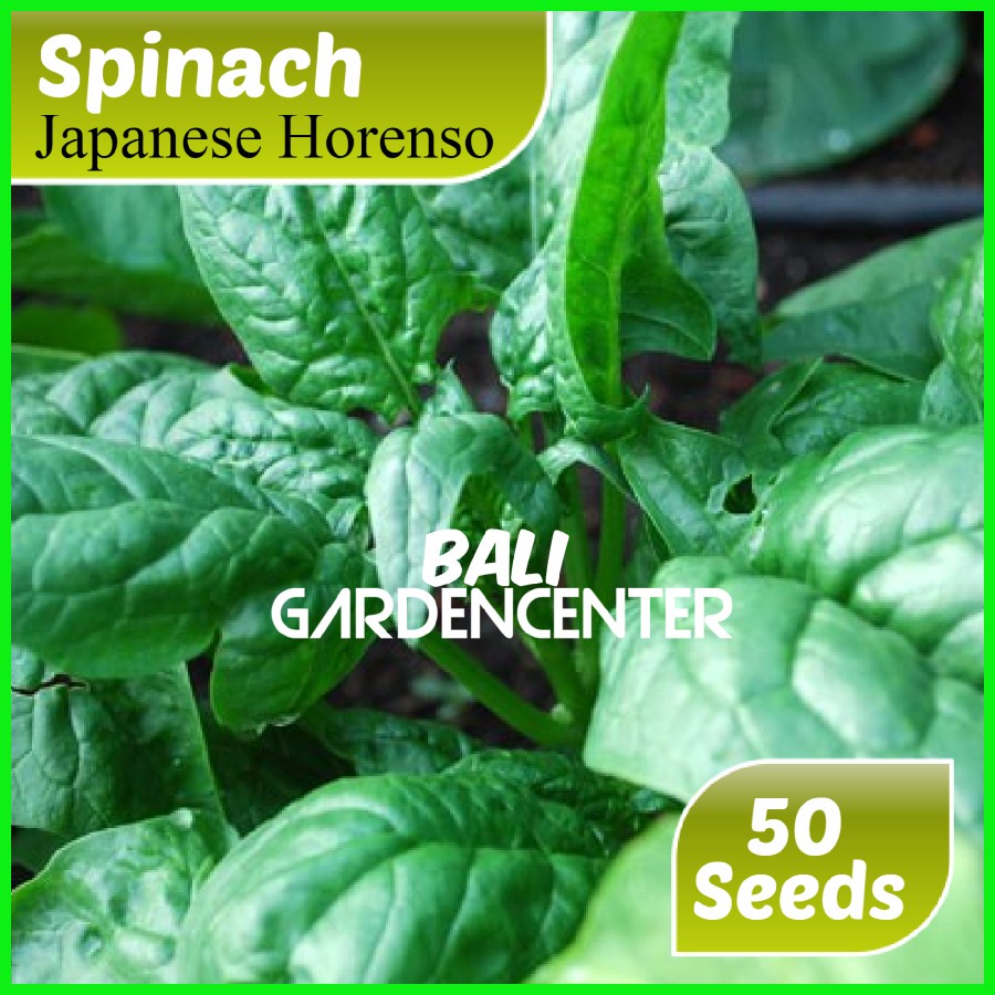 Jual Isi 50 Benih Biji Bayam Jepang Horenso - Horenzo | Shopee Indonesia