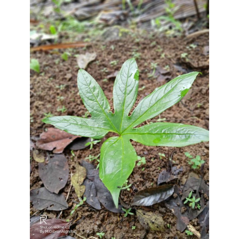 Jual Tanaman Hias Bunga Ular | Shopee Indonesia