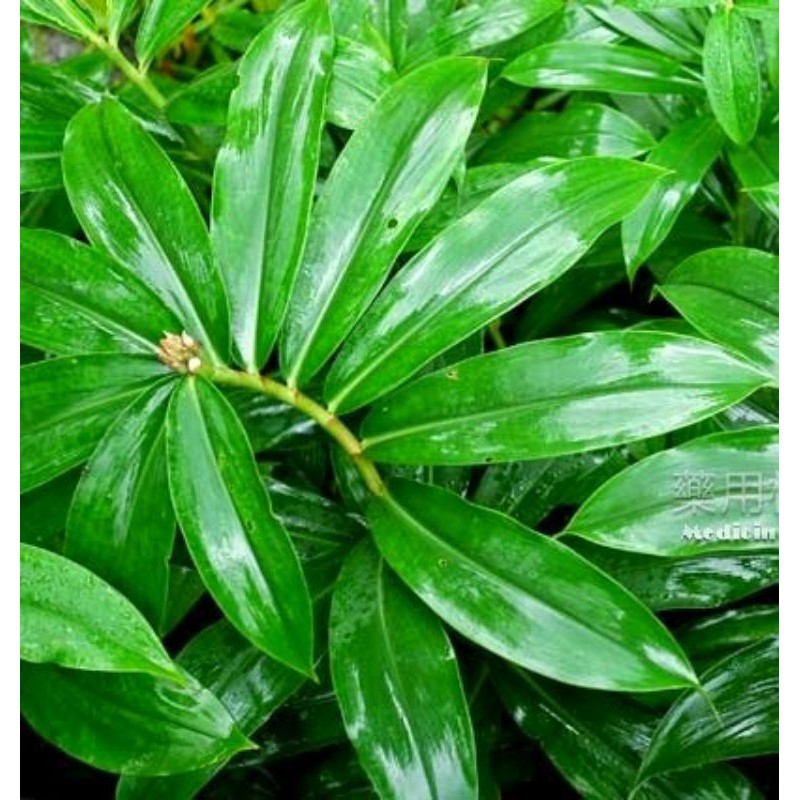 Jual DAUN PACING (Costus speciosus J. Sm.) | Shopee Indonesia