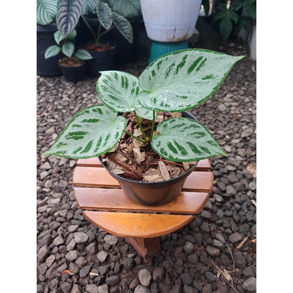 Jual anthurium silver blush | Shopee Indonesia