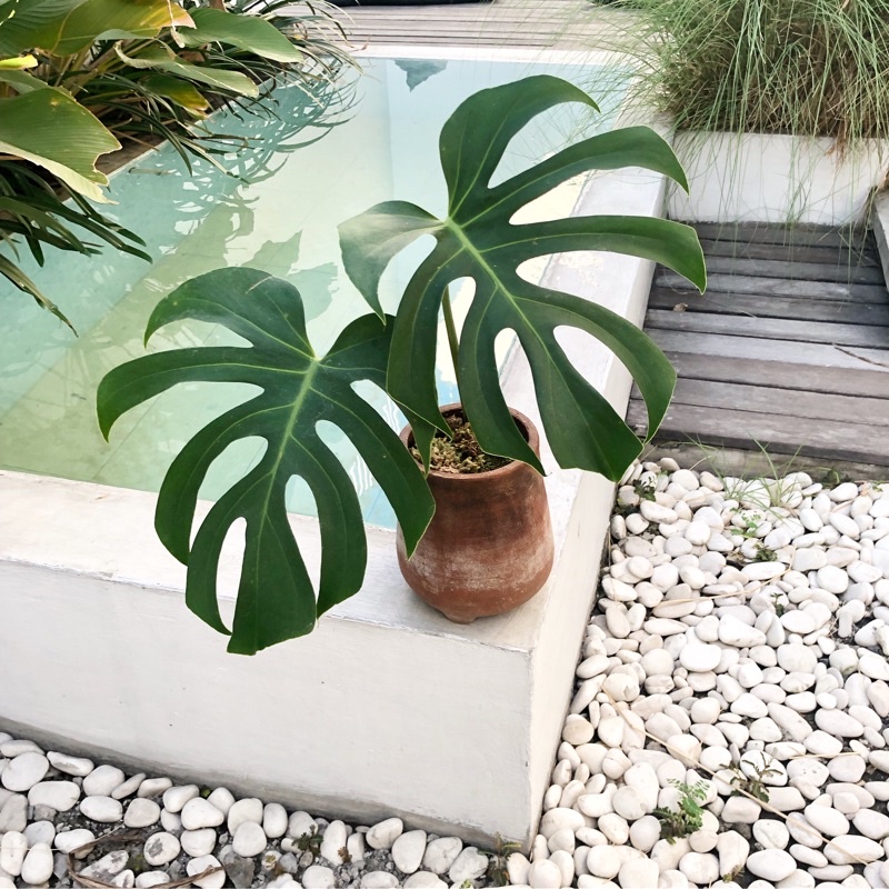 Jual monstera deliciosa brazillian common form | Shopee Indonesia
