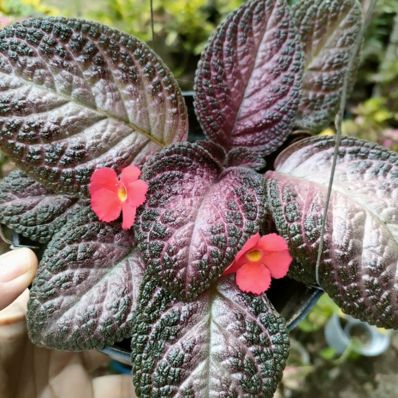 Jual Tanaman gantung cinta abadi atau episcia merah (Khusus P.Jawa dan ...