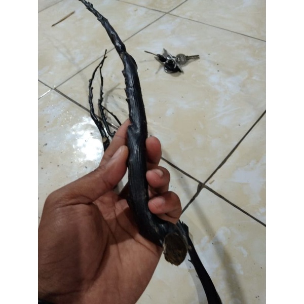 Jual bahan akar bahar papua 1 kg | Shopee Indonesia