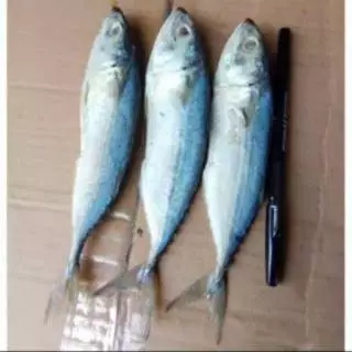 Jual Ikan Gereh Terlengkap & Harga Terbaru Mei 2024 | Shopee Indonesia