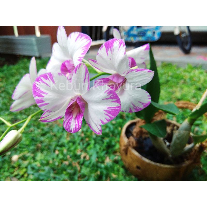 Jual Anggrek Dendrobium Enobi Splash Purple (Plant Mini) | Shopee Indonesia