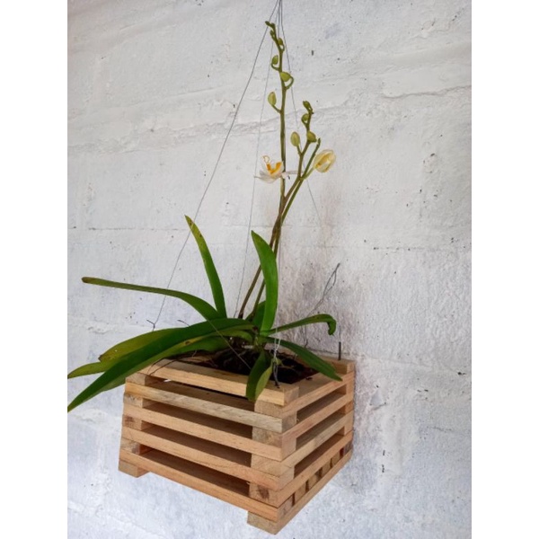 Jual Pot Anggrek Kayu Gantung | Shopee Indonesia