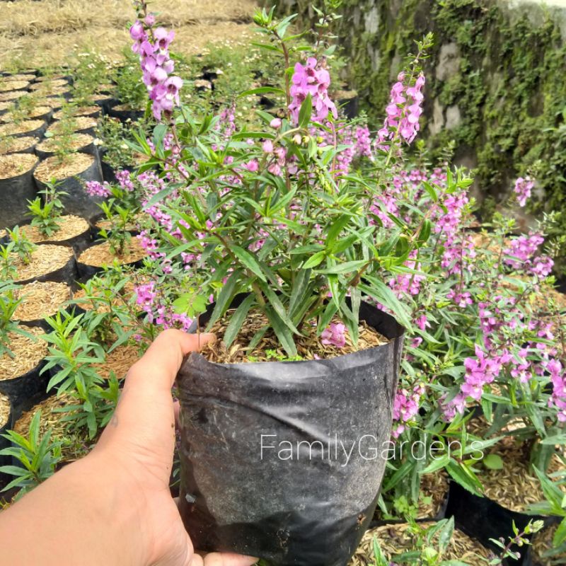 Jual Tanaman Hias Lavender Pink / Bunga Lavender Angelonia Merah Muda ...
