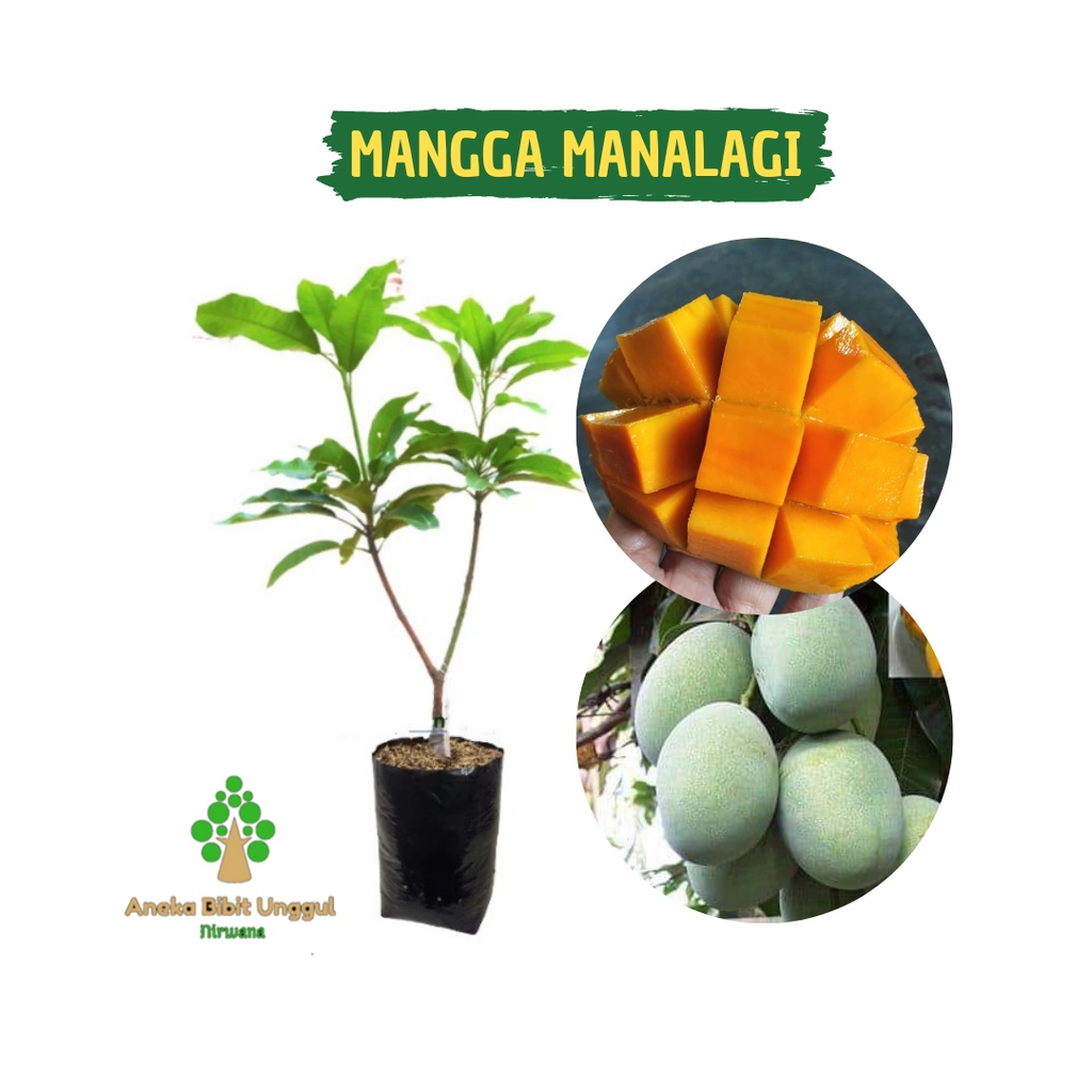Jual BIBIT MANGGA MANALAGI - BIBIT MANGGA MADU - BIBIT MANGGA - BIBIT ...