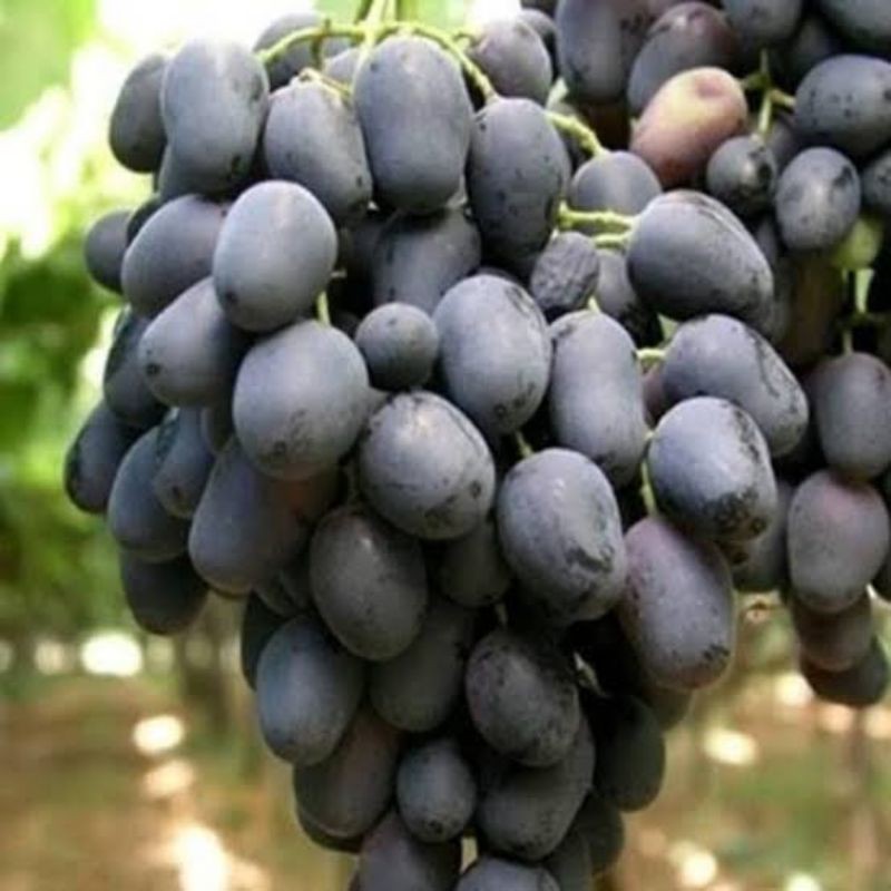Jual Bibit anggur import black panther hasil grafting | Shopee Indonesia Jual Bibit anggur import black panther hasil grafting | Shopee Indonesia