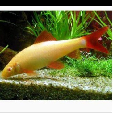 Jual ikan redfin albino grab/gojek only | Shopee Indonesia