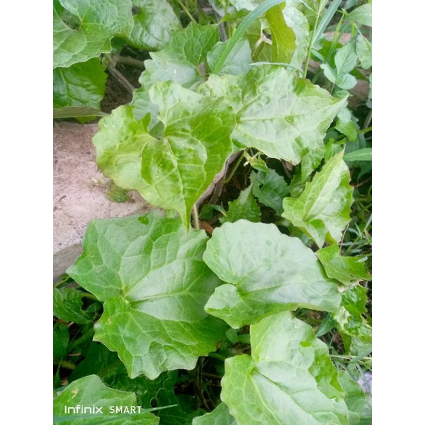 Jual daun sembung rambat atau balakacida 500 grm | Shopee Indonesia