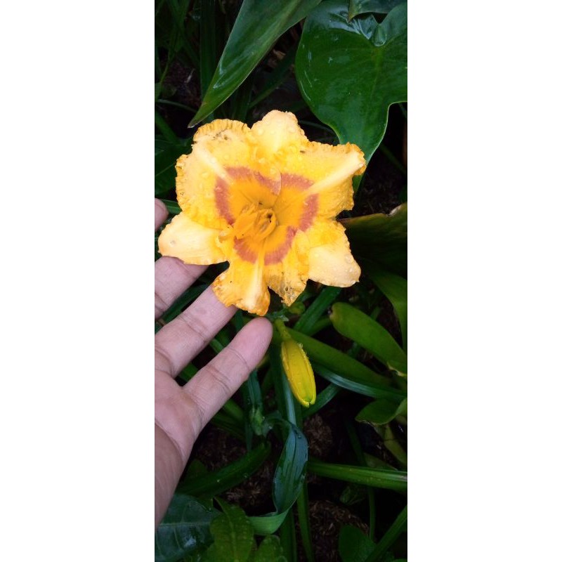 Jual tanaman hias liliy back bunga kuning doble | Shopee Indonesia