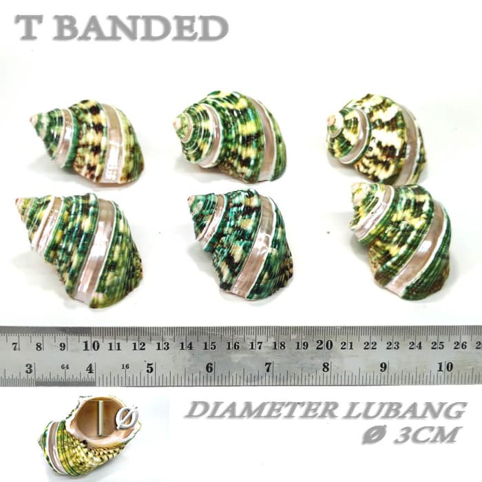 Jual T Banded shell cangkang rumah kelomang umang umang pompongan ...