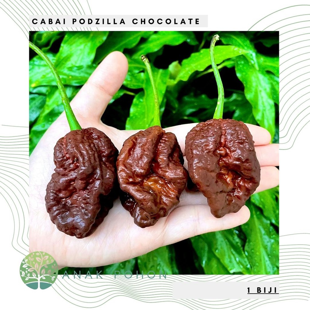 Jual Benih Bibit Biji - Cabai Podzilla Chocolate Cokelat Pepper Seeds ...