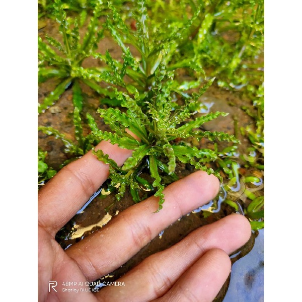 Jual pogostemon helferi aka "downoi" | Shopee Indonesia