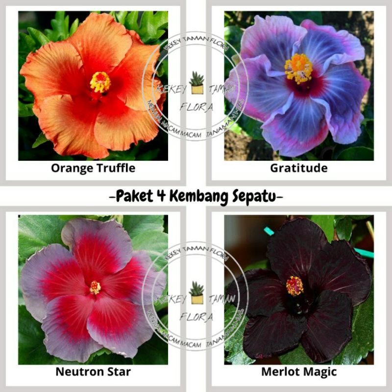Jual Paket Hemat 4 Tanaman Hias Pohon Kembang Bunga Sepatu Hibiscus ...