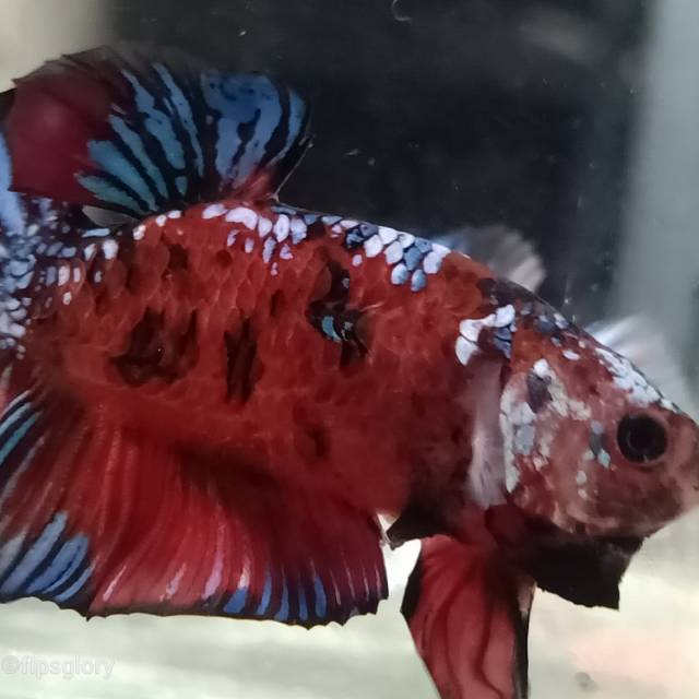 Jual Jual cupang pk Giant koi galaxy multi colour (2.14) | Shopee Indonesia