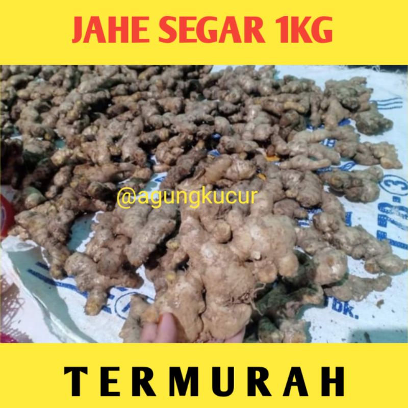 Jual JAHE SEGAR 1KG | Shopee Indonesia