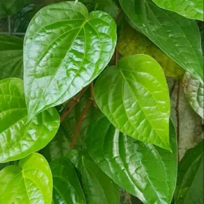 Jual tanaman herbal pohon sirih hijau - sirih hijau tanaman obat ...