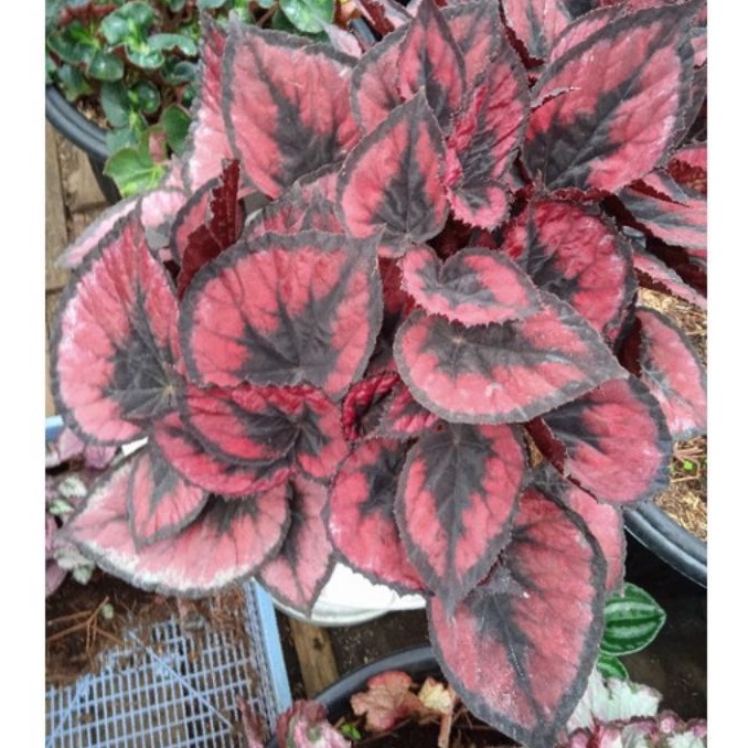 Jual Begonia Red Pita Bunga Begonia Tanaman Hias Murah Tanaman Hias ...