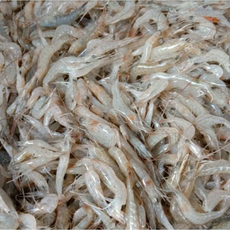 Jual udang peci rebon 250 gr udang rebon segar 250gram | Shopee Indonesia