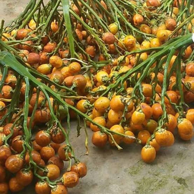 Jual BUAH PINANG TUA/KUNING 1KG | Shopee Indonesia