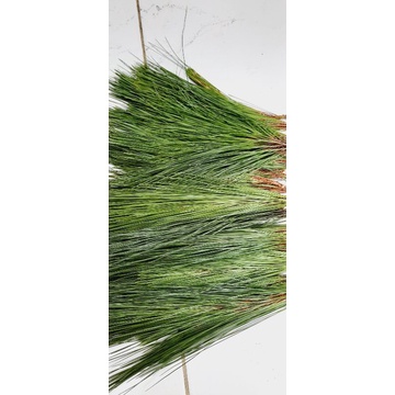 Jual Daun pinus segar per 1kg | Shopee Indonesia