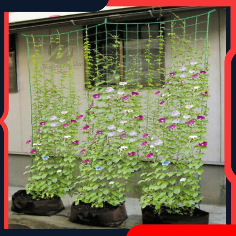 Jual Jaring Tanaman Rambat/Buah/Sayuran Sudah Termasuk Tali Frame ...