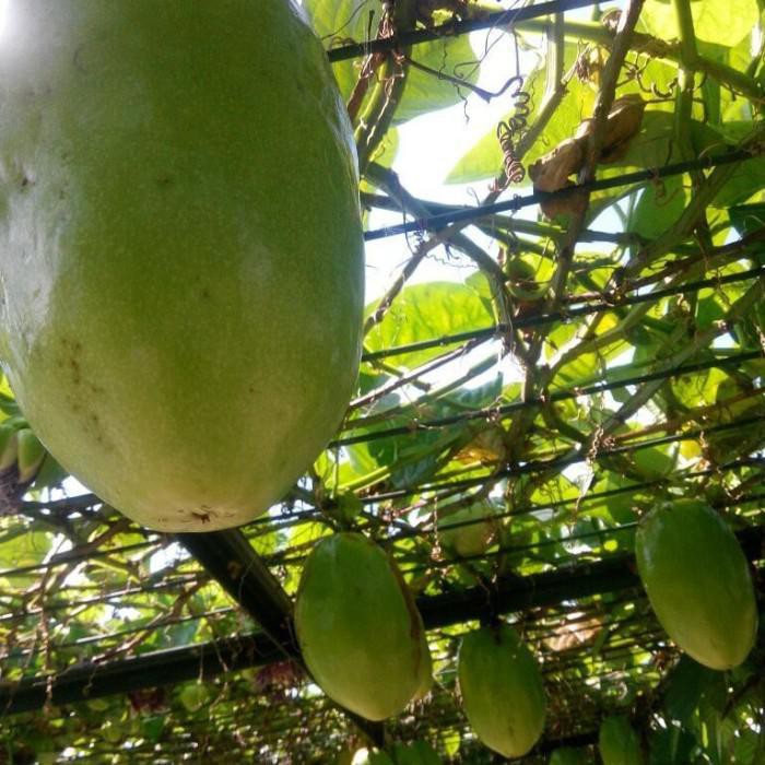 Jual Bibit Benih Biji Buah Markisa Jumbo Big Passion Fruit Isi 10 Biji ...