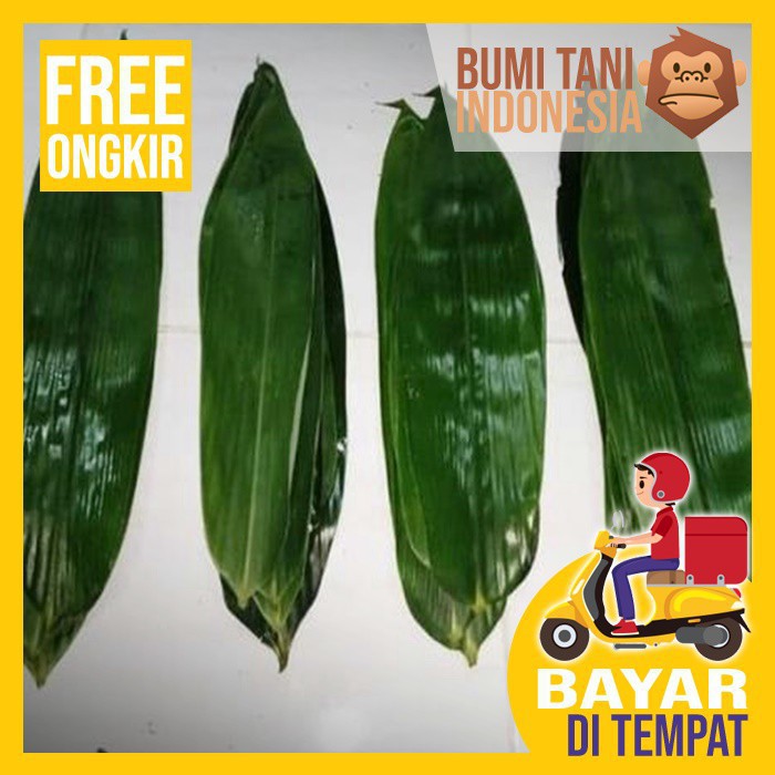 Jual Daun Bambu Segar Untuk Bungkus Bacang | Shopee Indonesia