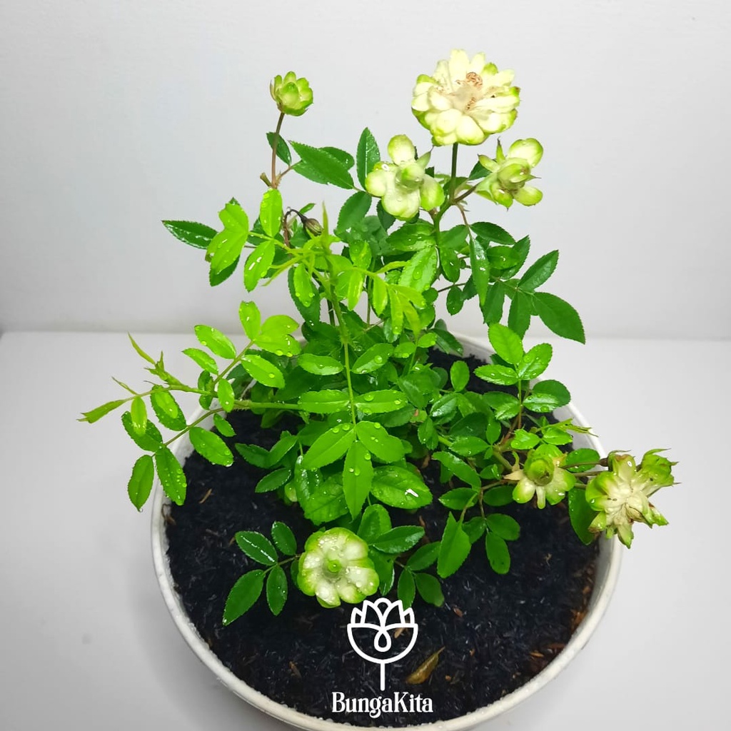 Jual Tanaman Hias Bunga Mawar Hijau - Eclair Rose | Shopee Indonesia