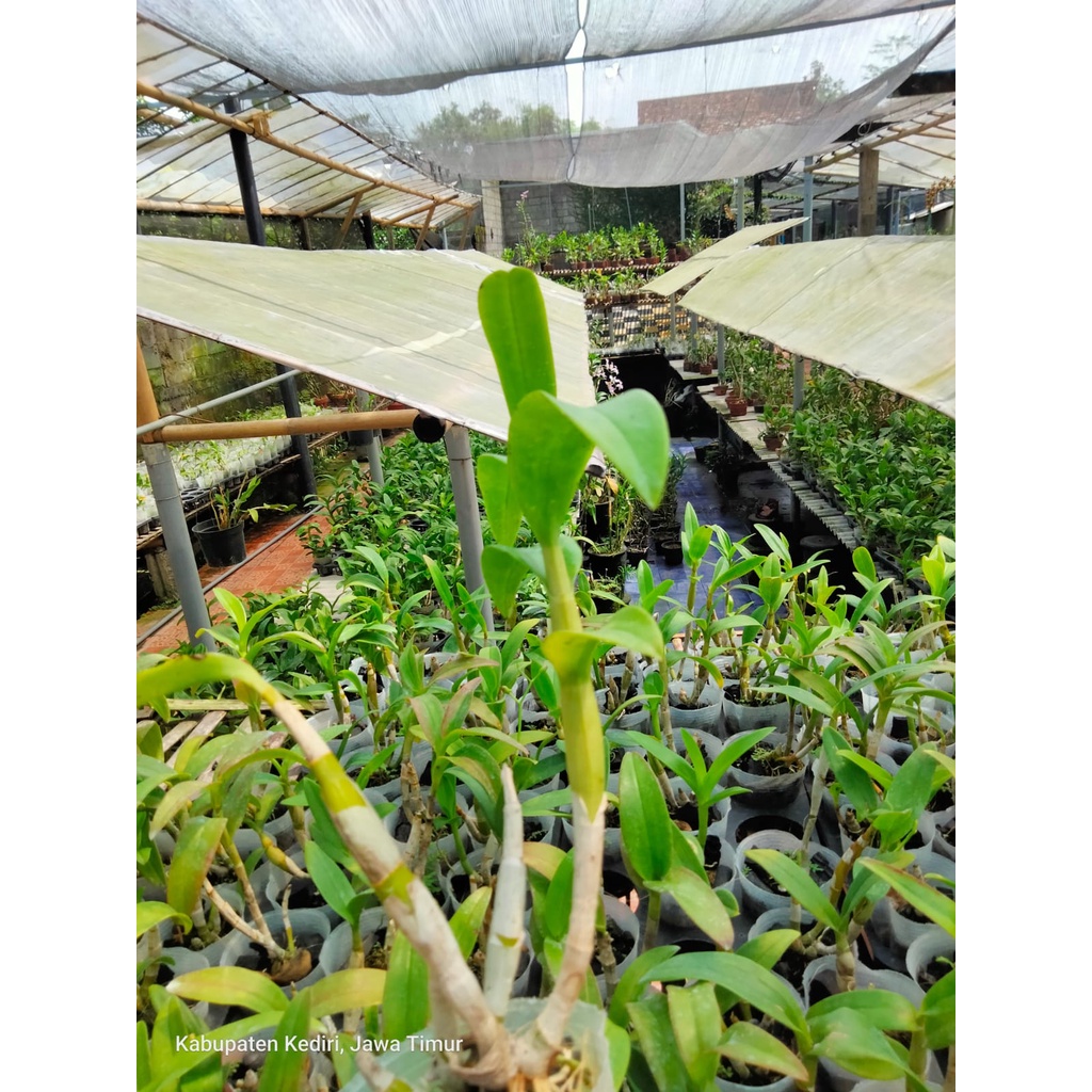 Jual Anggrek dendro dewasa rekondisi | Shopee Indonesia
