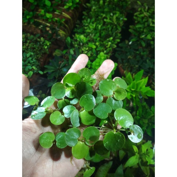 Jual frogbit amazon tanaman air apung/mengpung/mengambang | Shopee ...