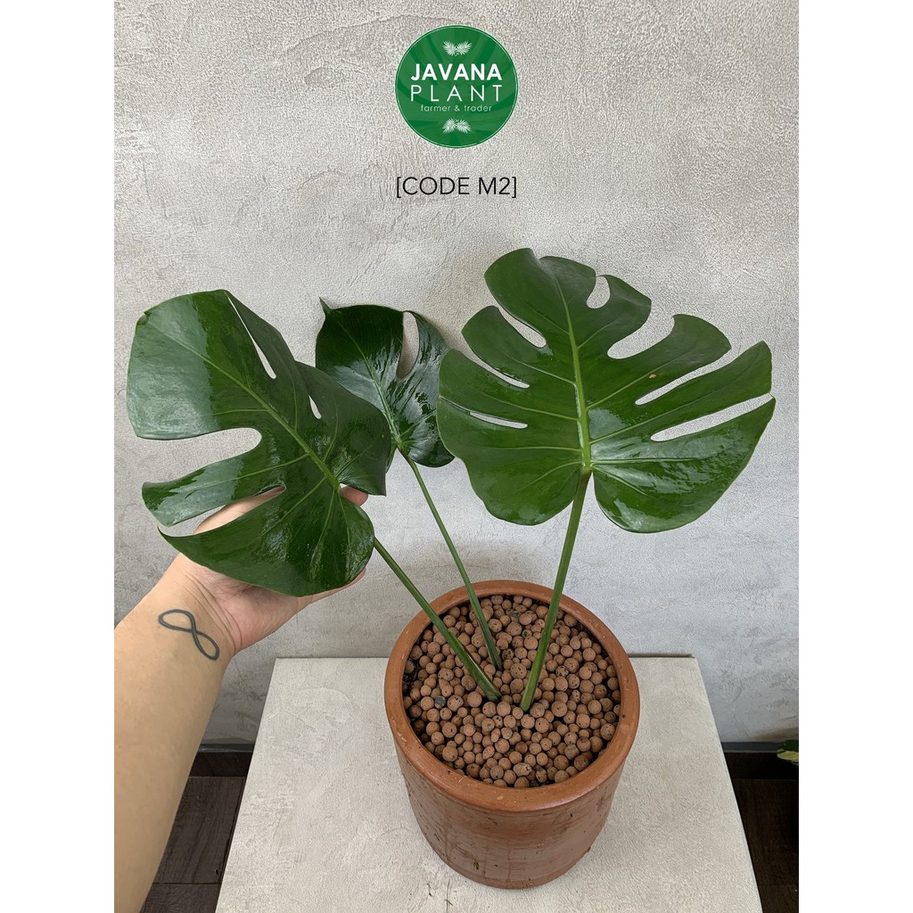 Jual Monstera King Deliciosa Borsigiana Philodendron Indoor Javana ...