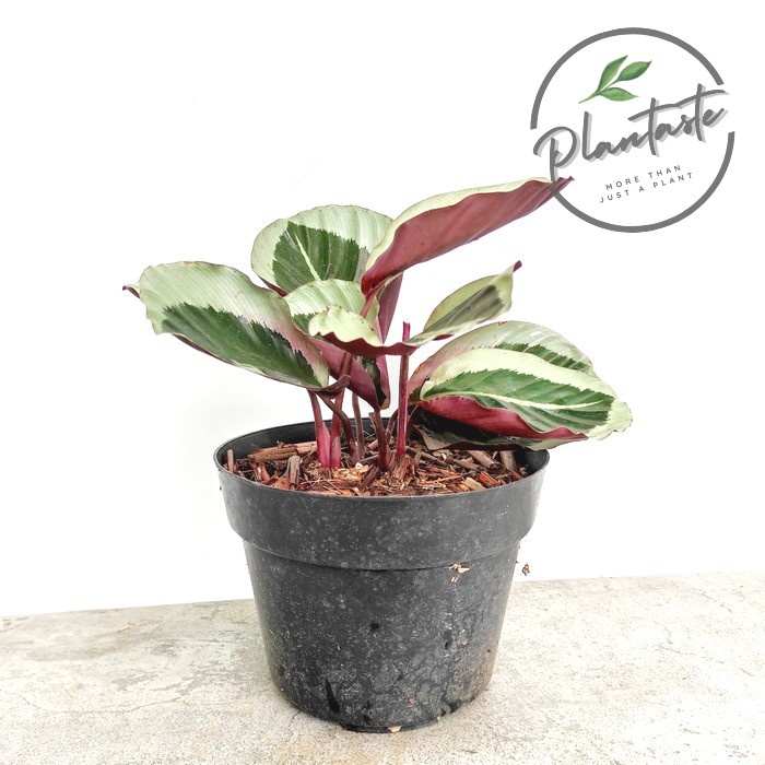 Jual Calathea Roseopicta Cynthia | Tanaman Hias Indoor Plants | Shopee ...