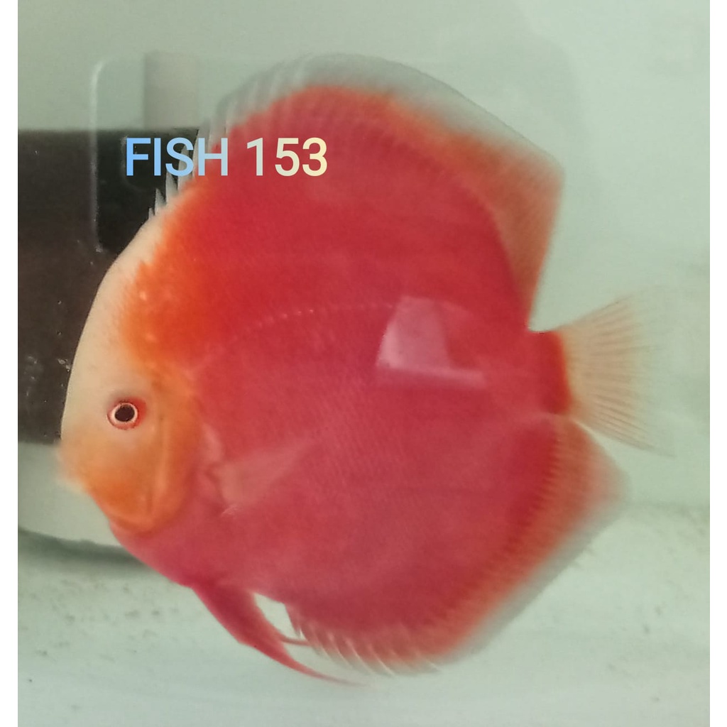 Jual Discus Red Valentine 1,5 cm s/d 2" inch | Shopee Indonesia
